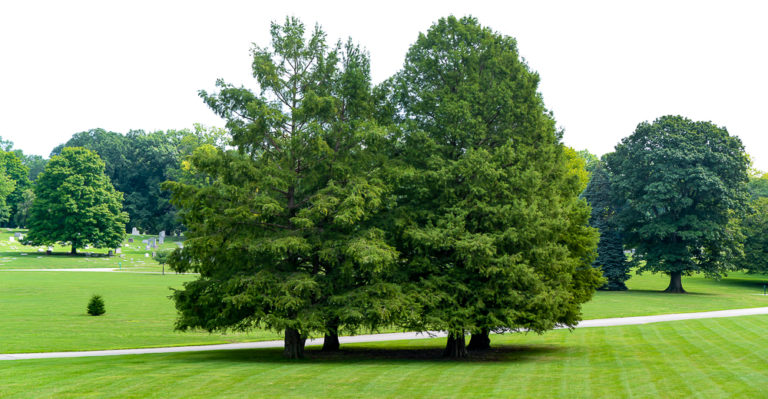 Tree of the Month - Bald Cypress | Crown Hill Foundation