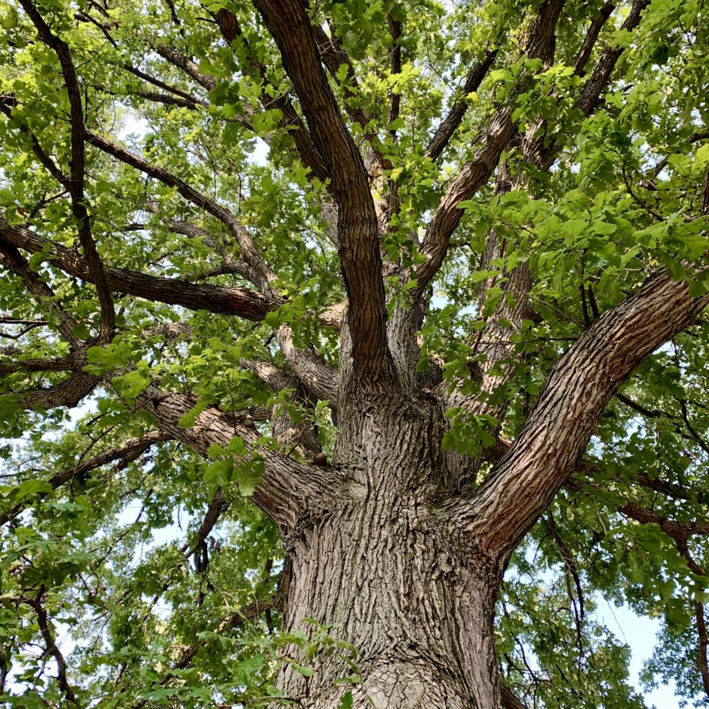 Tree of the Month – Oak | Crown Hill Foundation