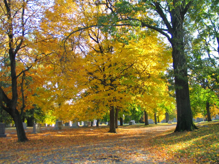 What an Arboretum is and why they’re important | Crown Hill Foundation