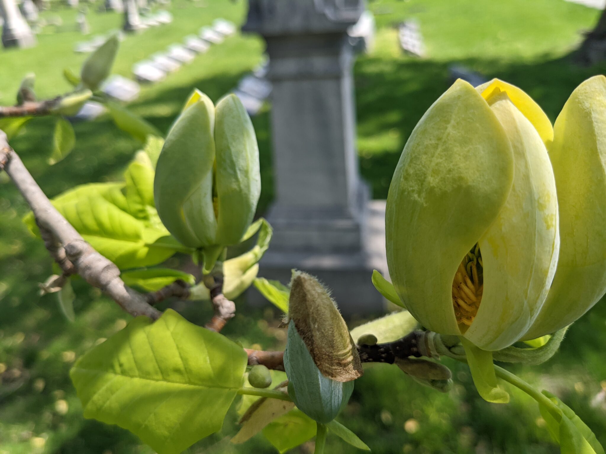 We All Love the Flowers, But Have You Seen Bud Break? | Crown Hill ...